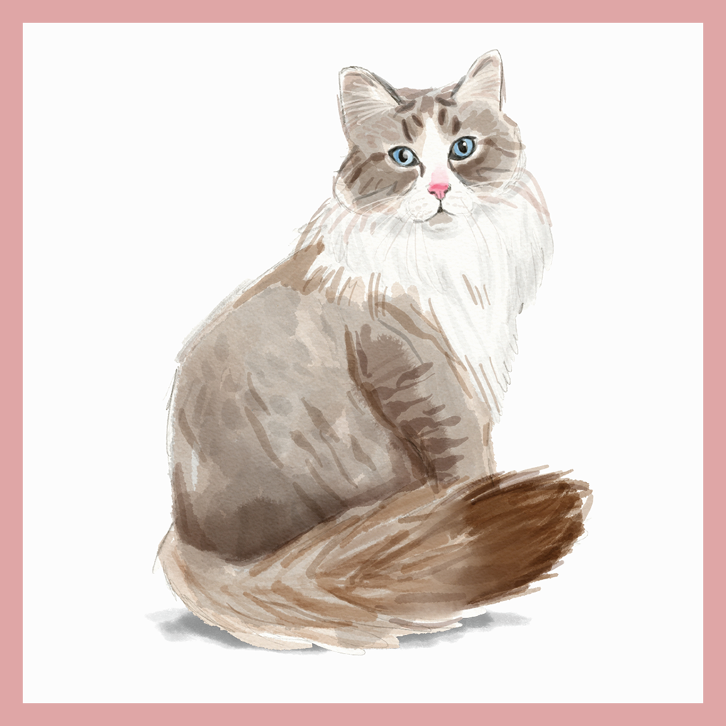 Cats – Noticeably Noted